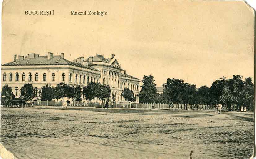 Romania Bucharest Zoology Museum Postcard – BalkanPhila