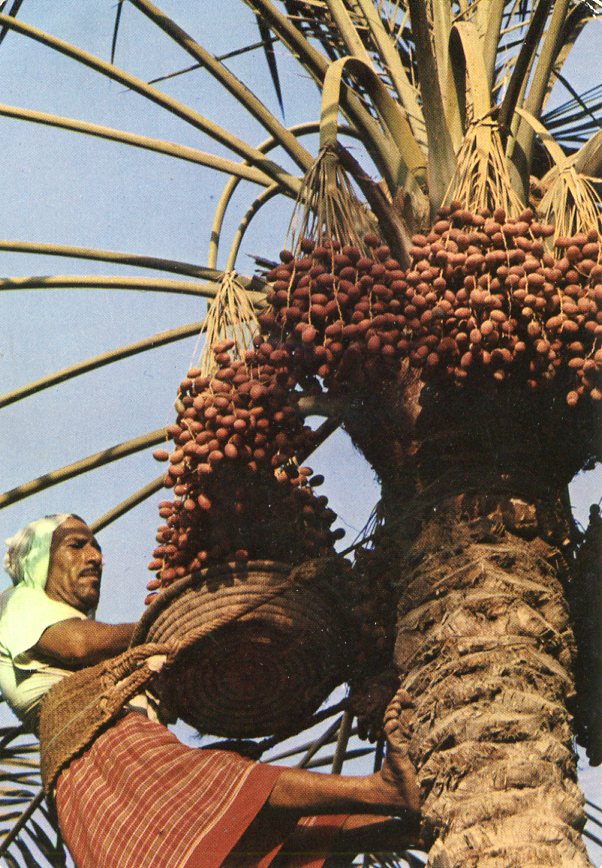 1977 Bahrain Date Palm Harvest Postcard – BalkanPhila