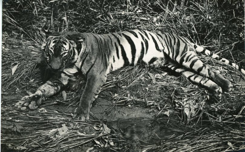 Malaysia Malayan Tiger photocard – BalkanPhila